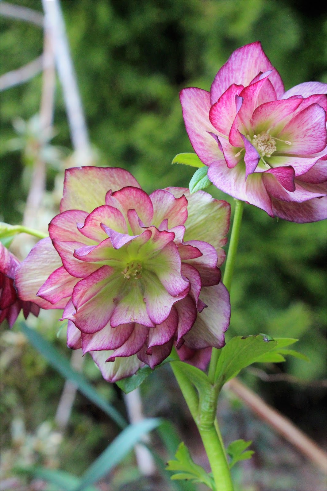 Fishtail Cottage Garden March / April 2017