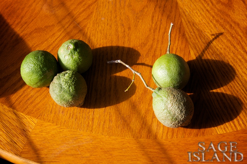 Sage Island: Caribbean Fruit