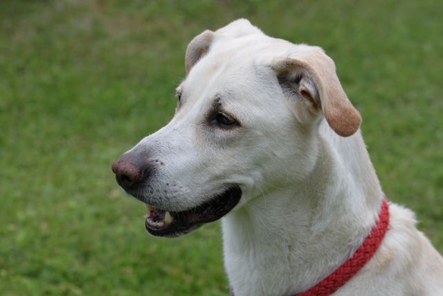 Animali Smarriti o Trovati: Premenugo di Settala (MI): smarrito cane ...