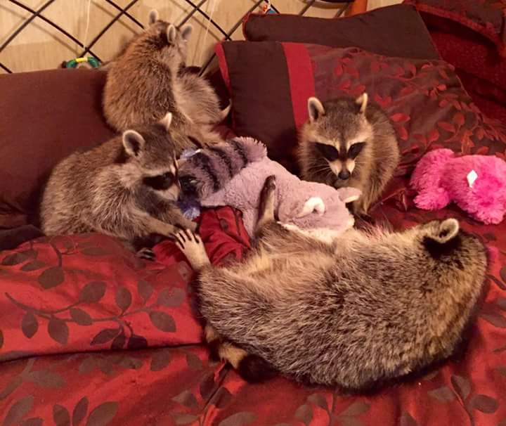 Animals and Kids World: Fur Are MEANT For The Animals - BAB RACCOONS ...