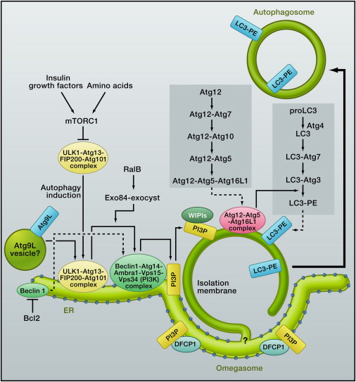 Review of Autophagy - renovation of tissues and cells | NextBigFuture.com