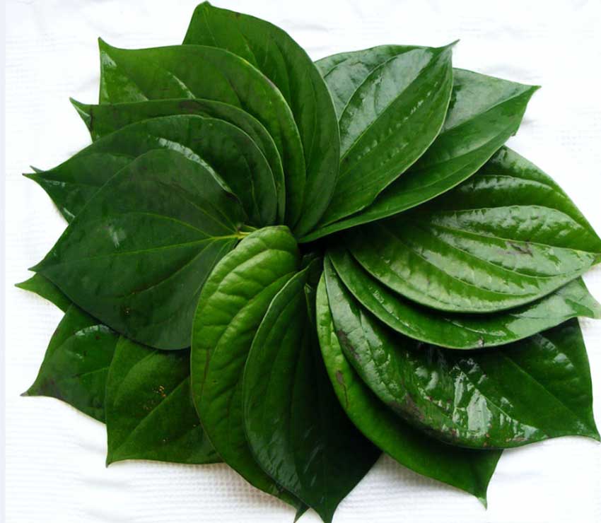 25 Manfaat daun sirih untuk kesehatan dan kecantikan - Informasi Obat