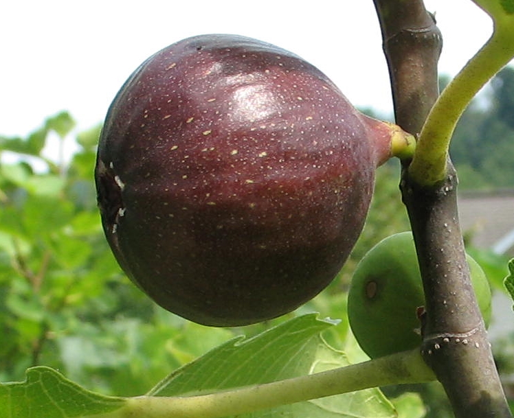 Pohon Ara-Tin: JENIS POHON TIN YANG BEREDAR DI INDONESIA
