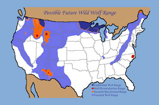 Abe's Animals: American gray wolf range map illustration