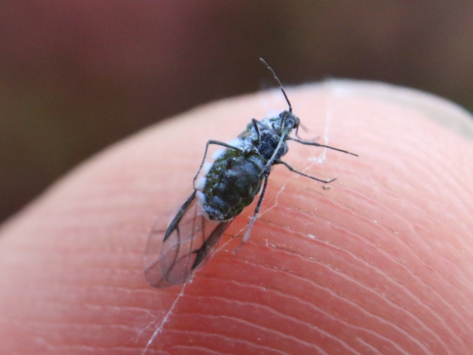 Insectes d'Alsace: Phyllaphis fagi - Puceron laineux du hêtre