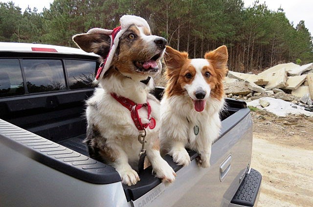 The Chronicles of Cardigan: 29 More Daffy Dog Photos from the Shoot ...