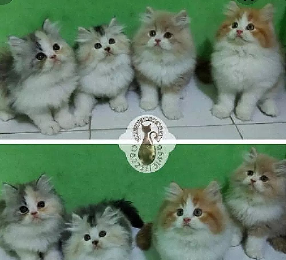 Harga kucing persia Medium, peaknose, Flatnose umur 1, 2, 3 bulan