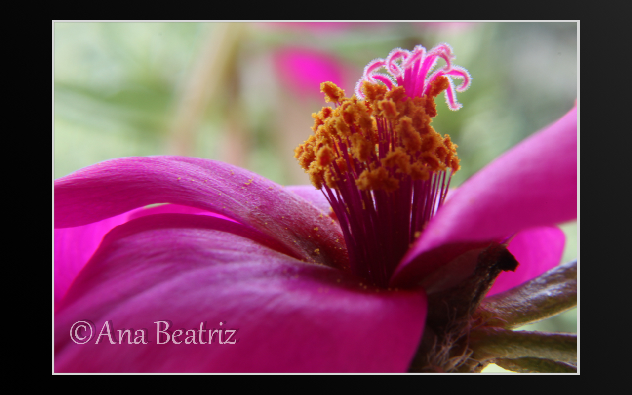 Aventura fotográfica: Bella a las once (Portulaca pilosa)