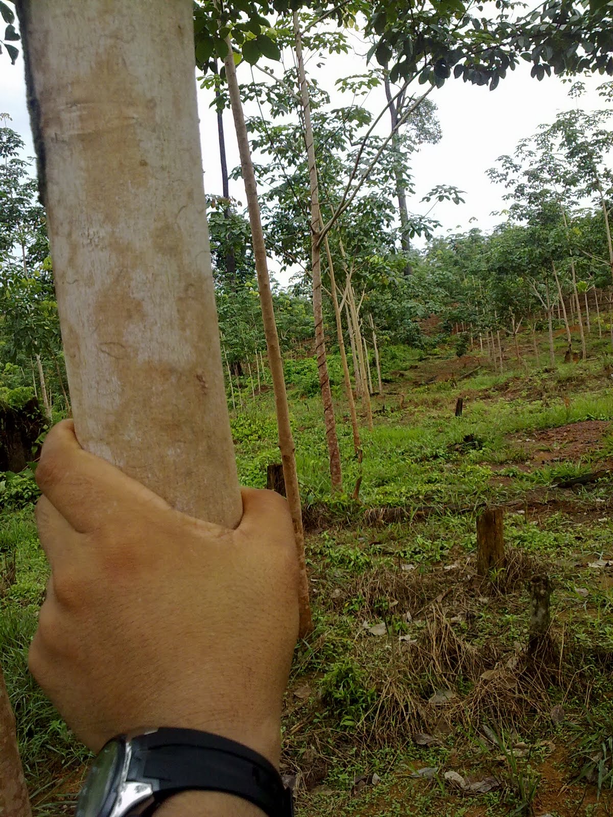 Lekir Agro: Projek 1 Tanaman Getah