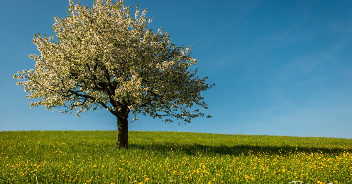 patrik banas | photo blog: sweet cherries