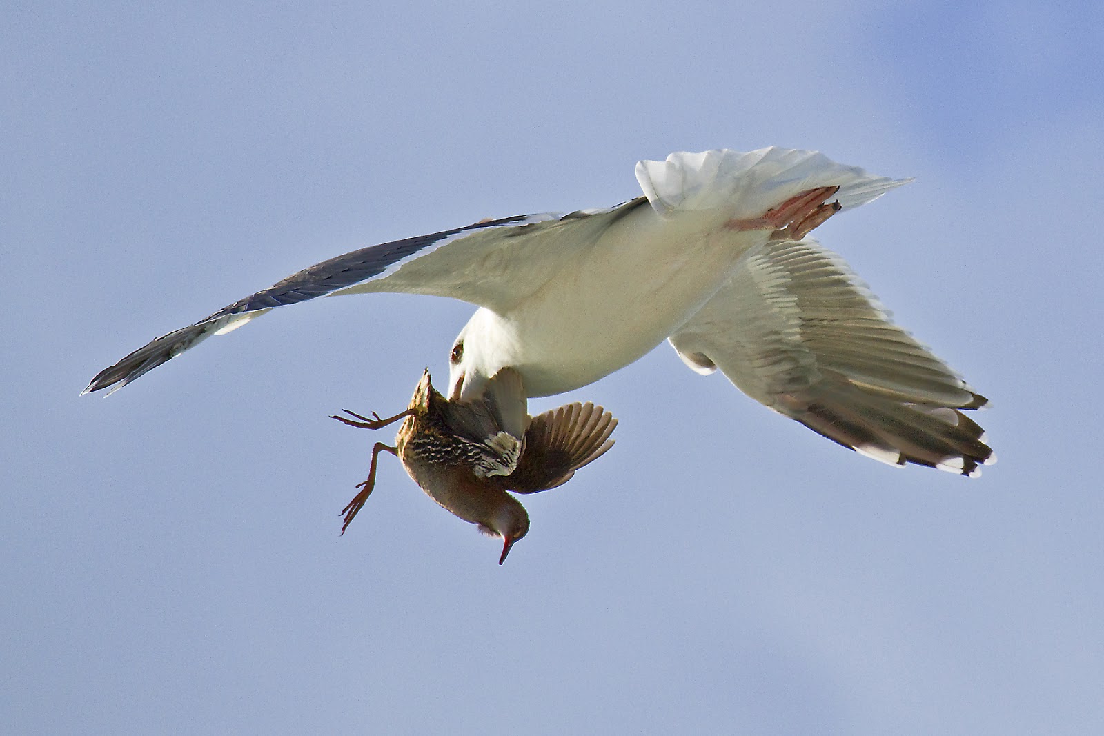 PETER'S PORTFOLIO..............Bird & Wildlife Photography: Great Black ...