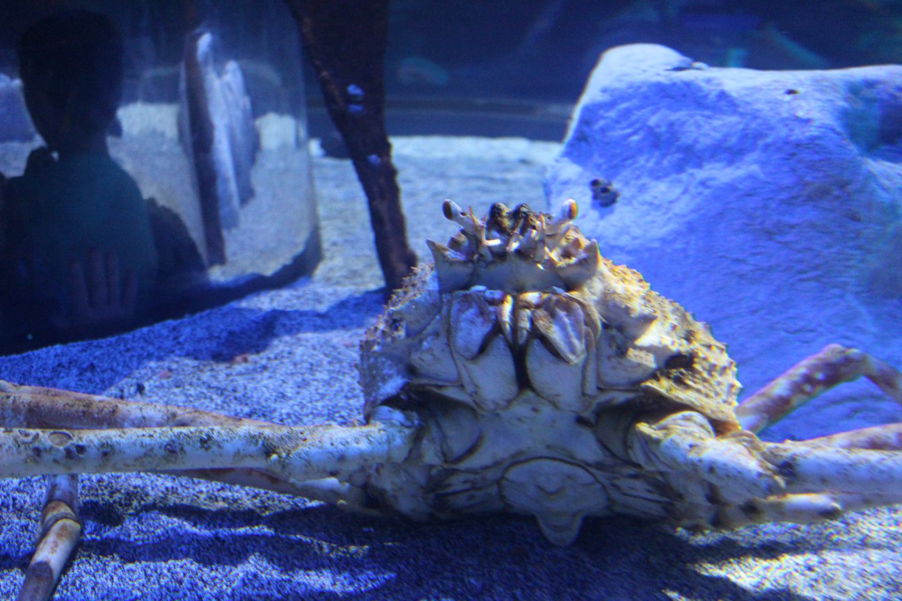 Play St. Louis: Wonders of Wildlife National Museum and Aquarium ...