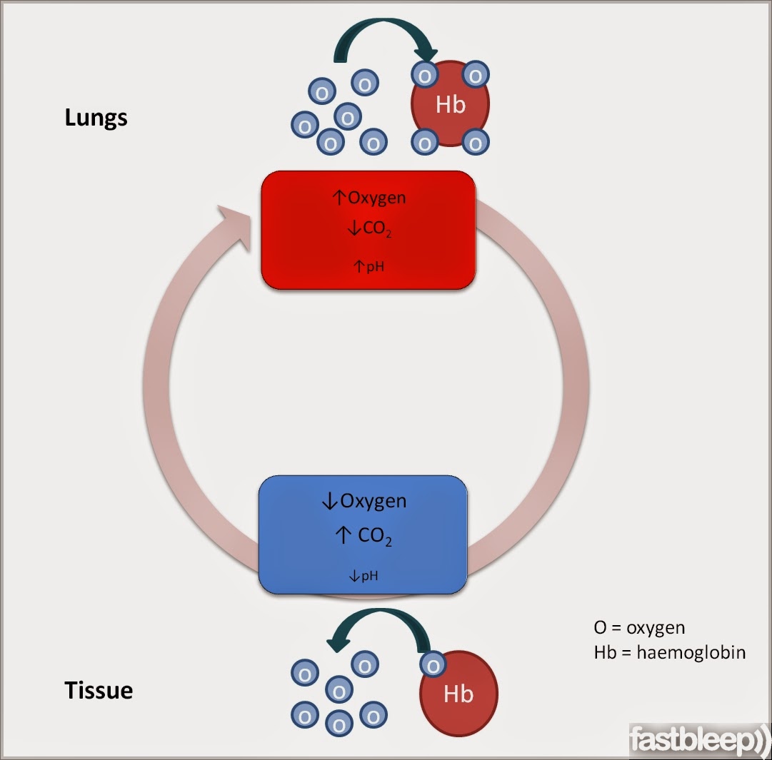 BIOLOGY: CHAPTER 7(a) - GASEOUS EXCHANGE