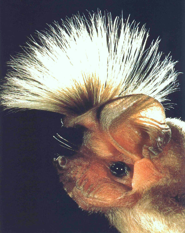 Chapin's free-tailed bat