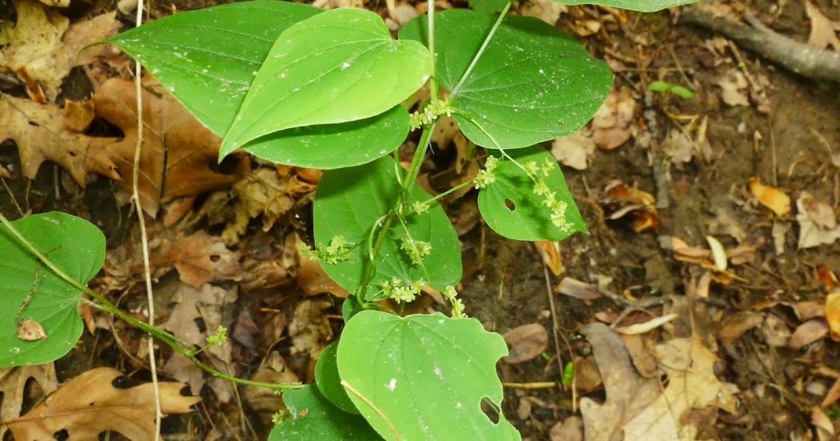 Invasive Plants in Arlington: Wild Yam in Bloom