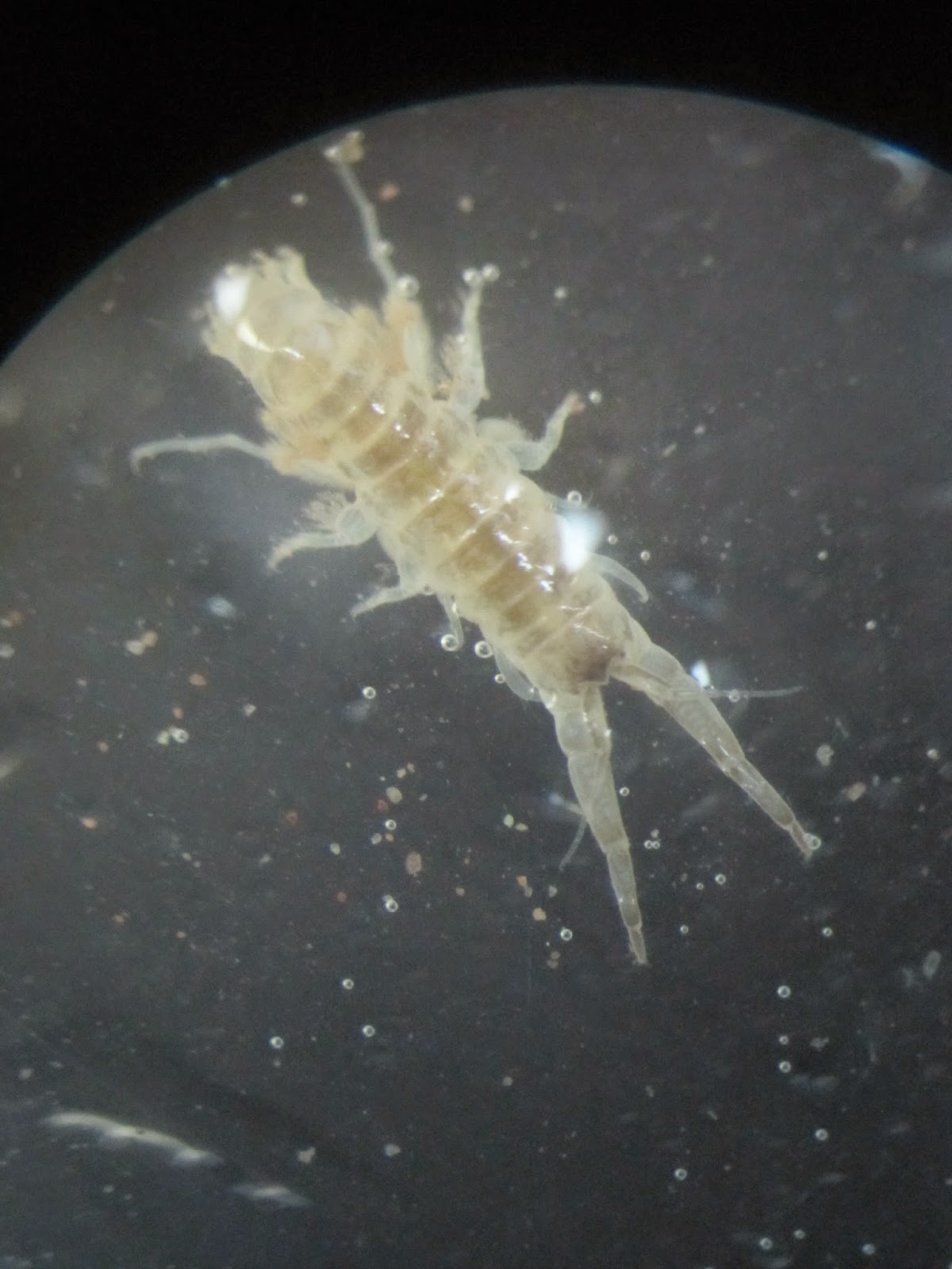 Huntsman Marine Science Centre: Arthropod diversity