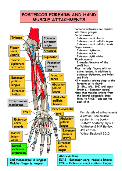 موقع الدكتور أحمد كلحى: صور تشريح Anatomy of the Upper Limb : Cubital ...