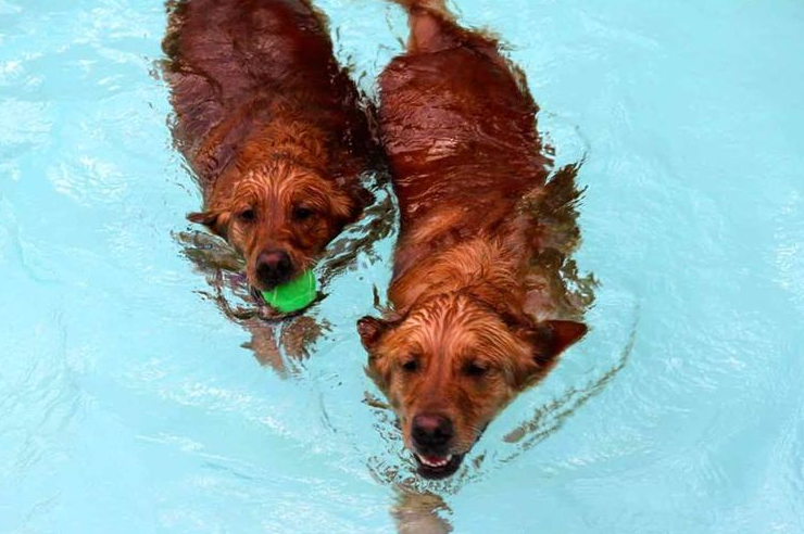 Wildwood 365: Dogs invited to Paw-ty at Morey's Piers' Doggie Dash ...