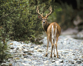 Animal Planet: Deer