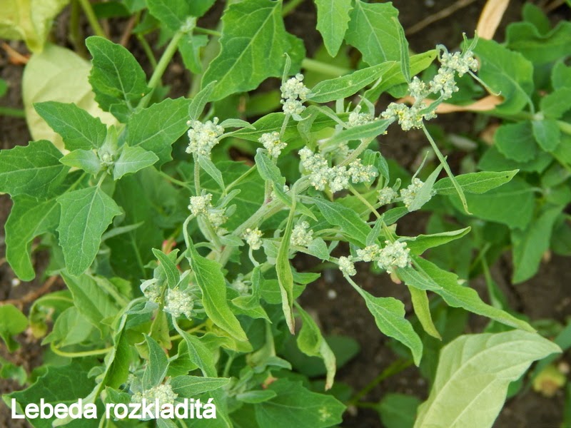 Bylinky ze Salaše: Lebeda rozkladitá