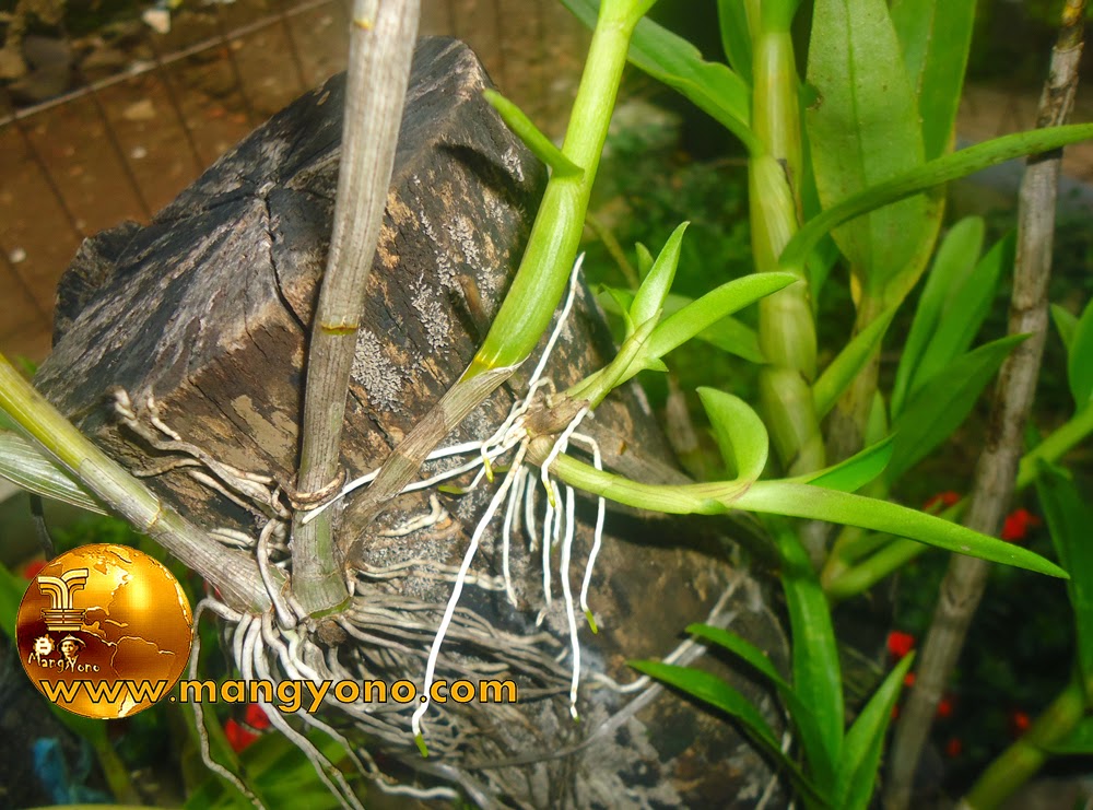 Cara mengatasi Tanaman anggrek terserang penyakit layu dan busuk