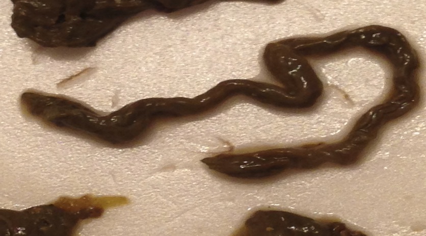 Poletka zdrowia: Ratuj zdrowie póki pora, OBCY W NAS