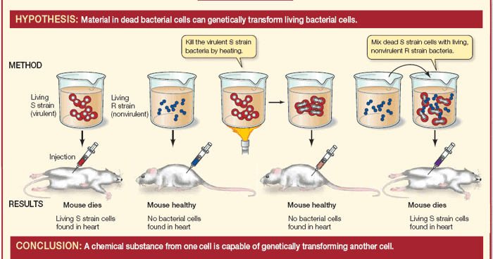 Ciencias de Joseleg: Introducción al experimento Avery–MacLeod–McCarty