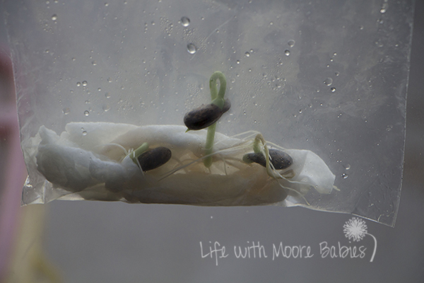 Learn What Seeds Need to Germinate with this Science Experiment - Life ...