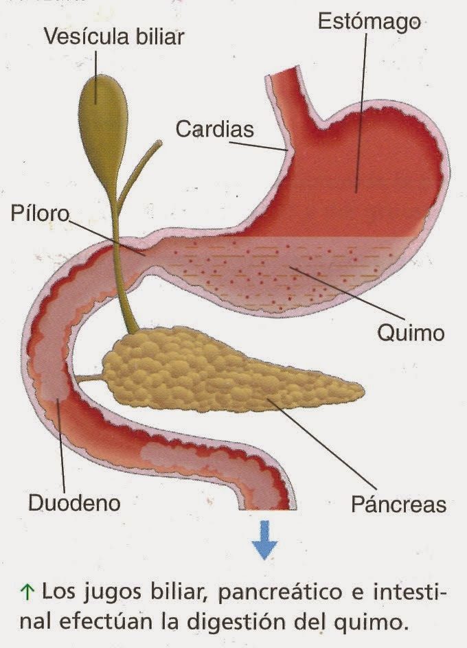 Desde las gavetas de mi escritorio: Nutriendo las células mediante la ...