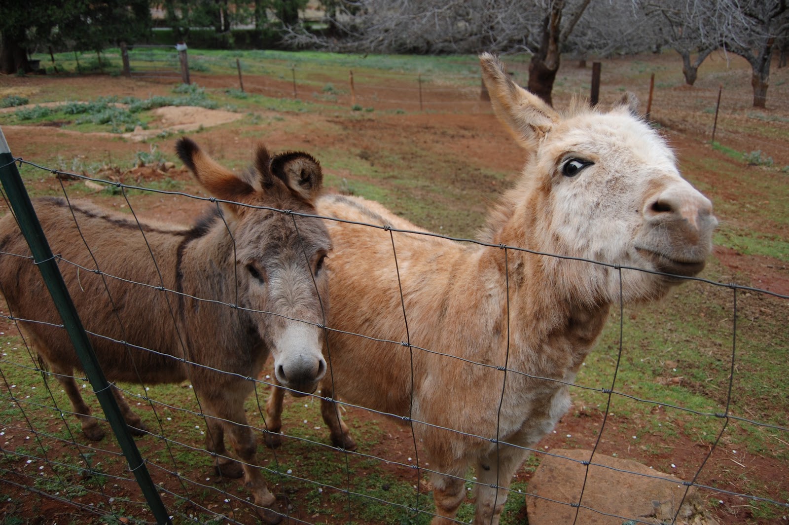 Over Good Ground: Have you ever heard a donkey bray?