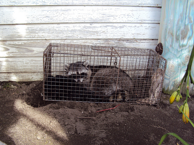 Animal Trapping Los Angeles: Opossum, Raccoon, Skunk, Squirrel And ...