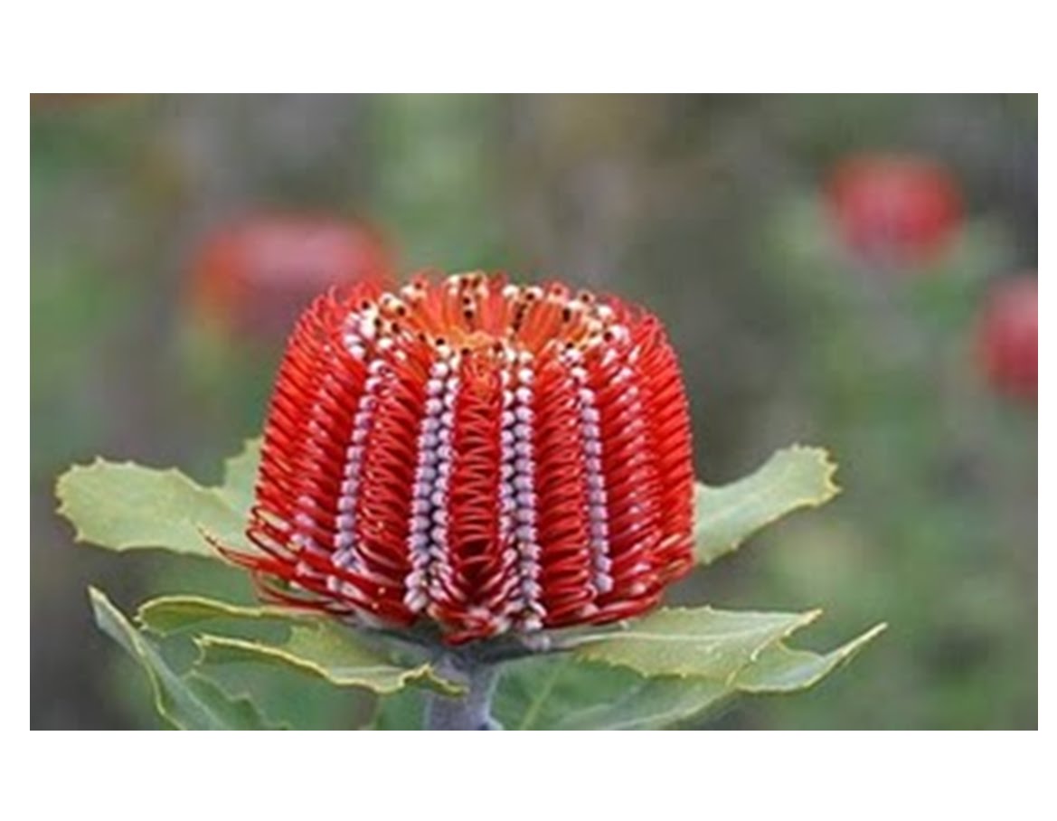 tropicalia: "flora de Angola"