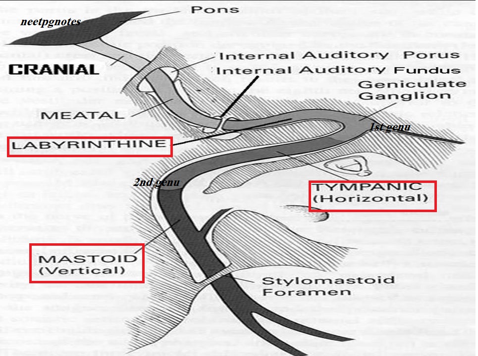 Facial Nerve ~ Notes on NEET PG