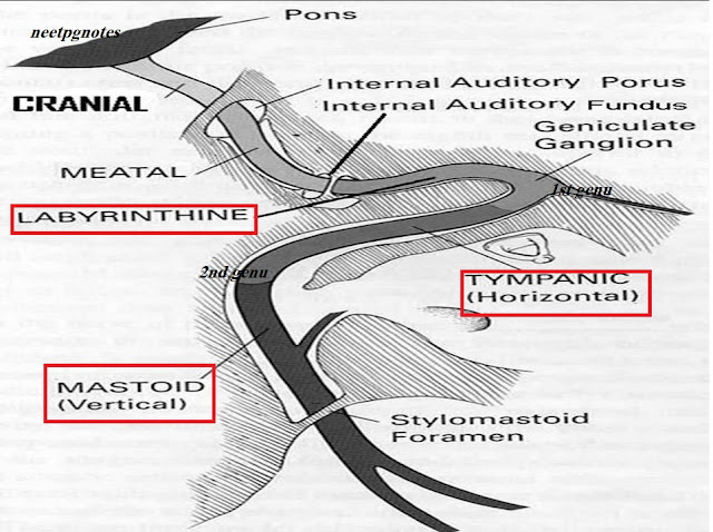 Facial Nerve ~ Notes on NEET PG