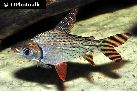 FLAGTAIL CHARACIN ~ Everything About Fish