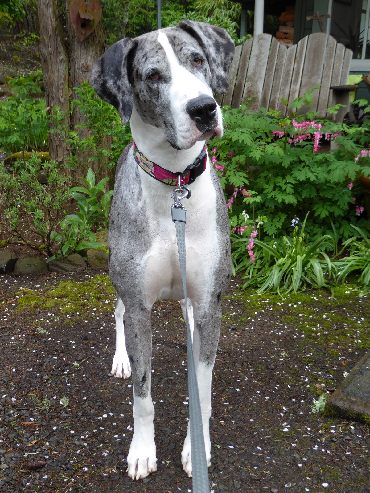 Mantle European Great Dane