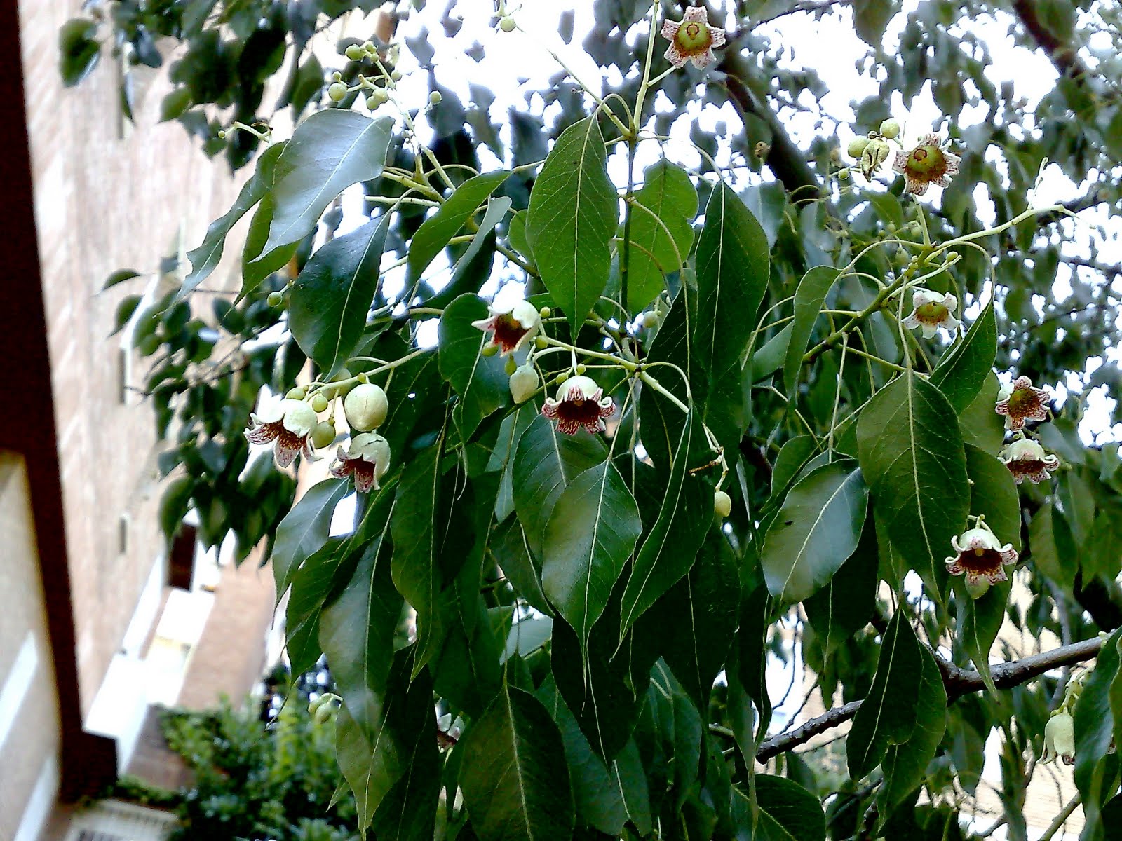 Árboles con alma: Árbol botella. Pica-Pica. (Brachychiton populneus)