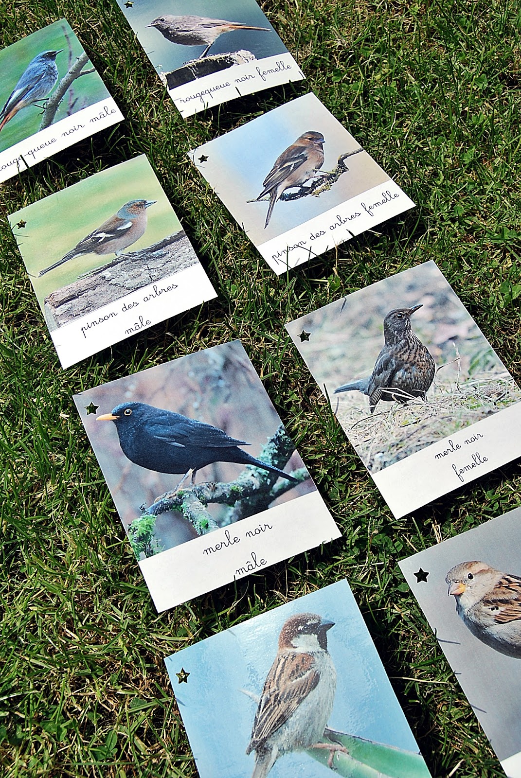Cartes de nomenclature : les oiseaux - Merci qui ? Merci Montessori