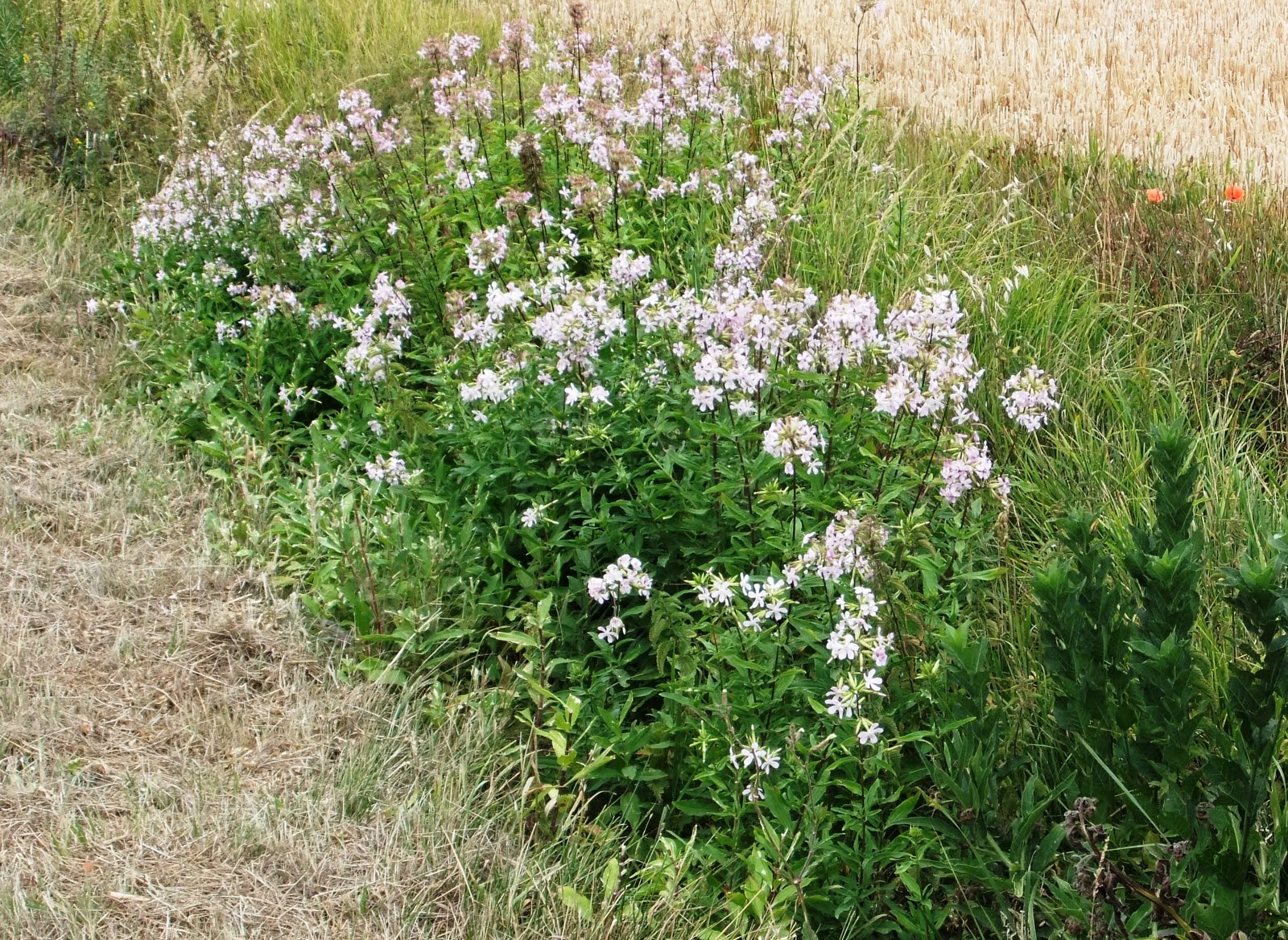 Following Others' Footsteps: Soapwort