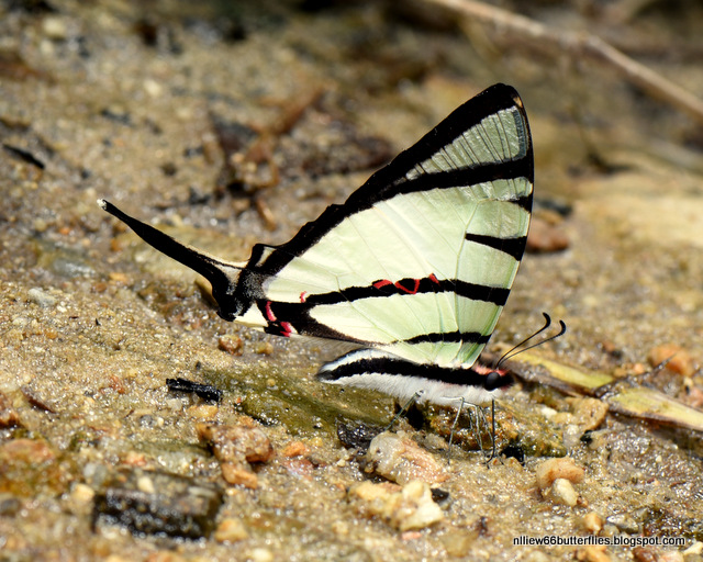 The Forested Path (and Beyond): BUTTERFLIES of RAUB: The Fourbar ...