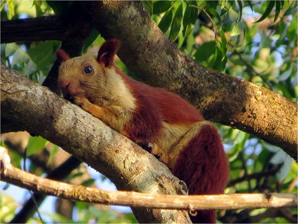 Animals in Tulu | Easy Tulu | Learn Tulu Language Online