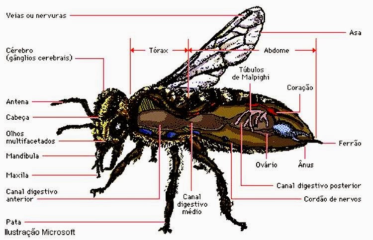 Morfologia e Fisiologia dos Insetos - Biologia