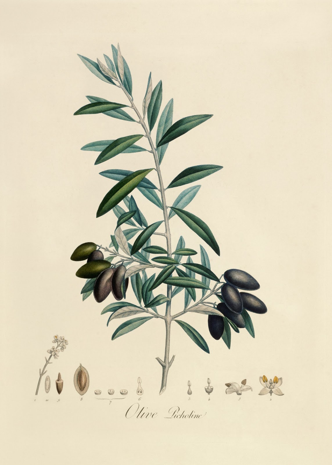 Elenor's Island: Illustration: Botanical Inspiration