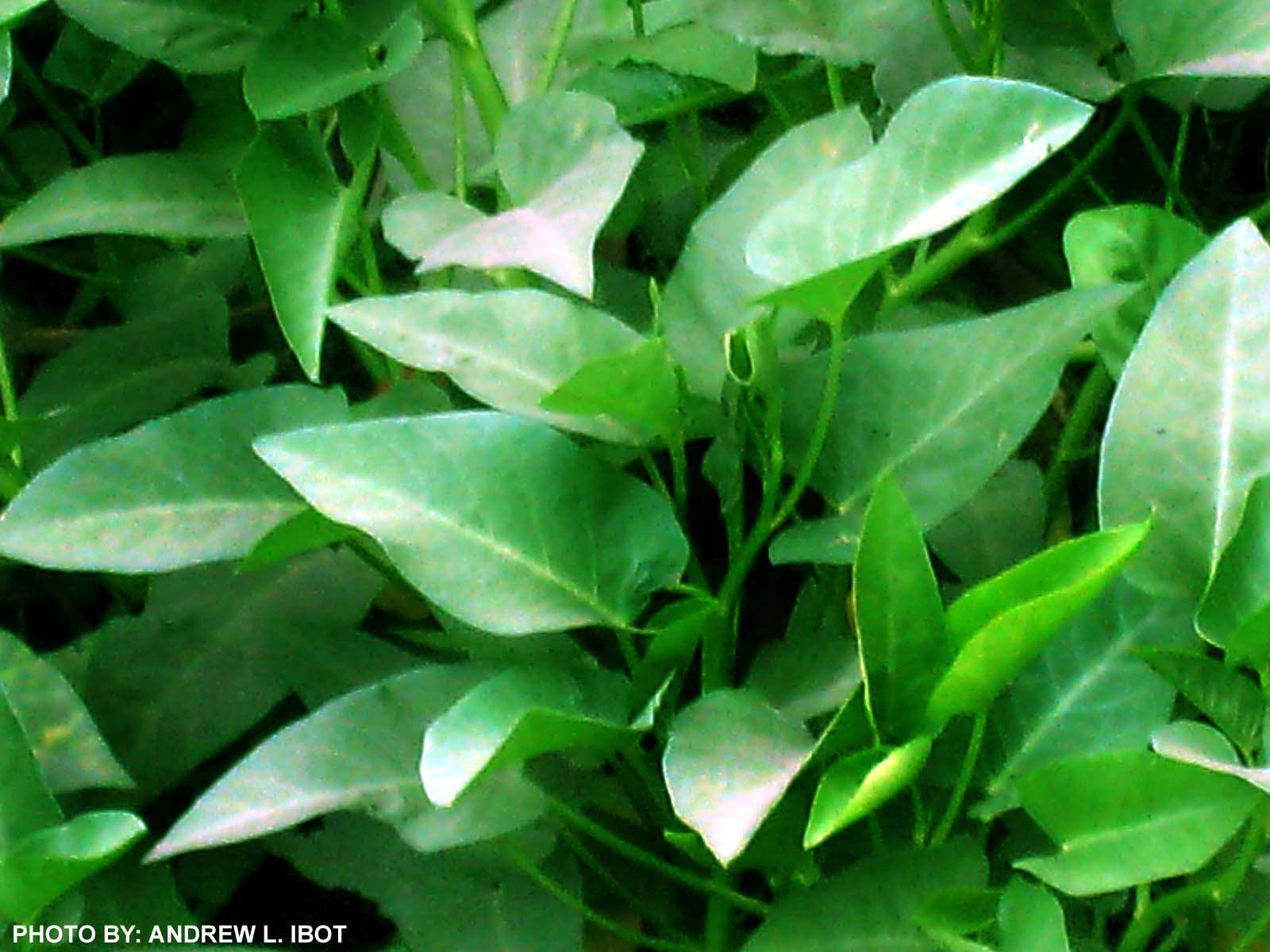 How To Use Dahon Ng Makahiya For Almoranas