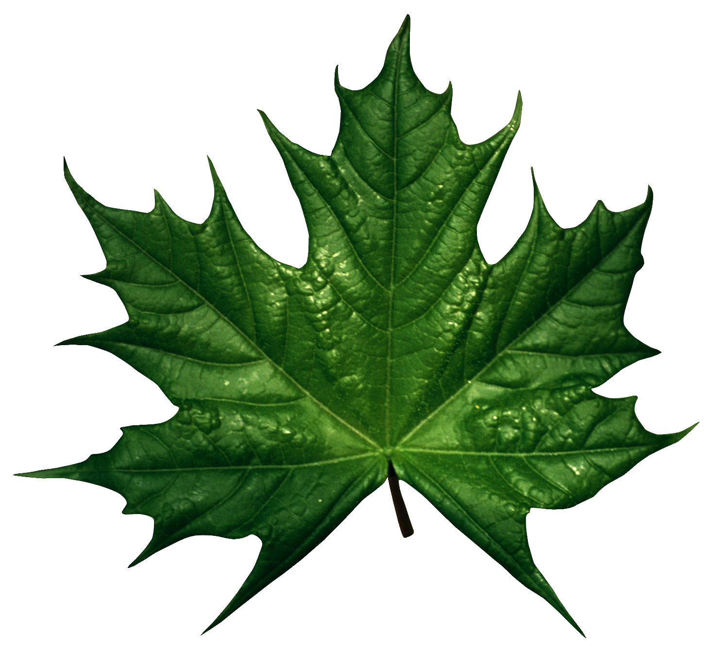 Free HD Leaves PNG Format