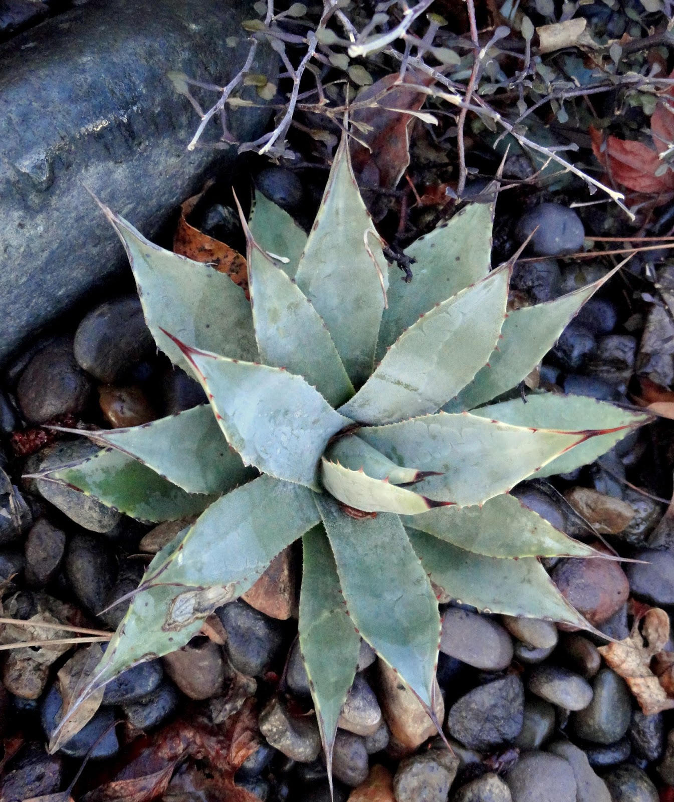 danger garden: An Agave report, of sorts