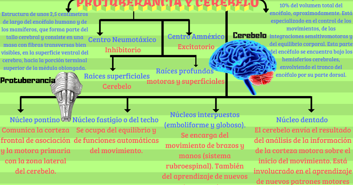 Protuberancia y Cerebelo