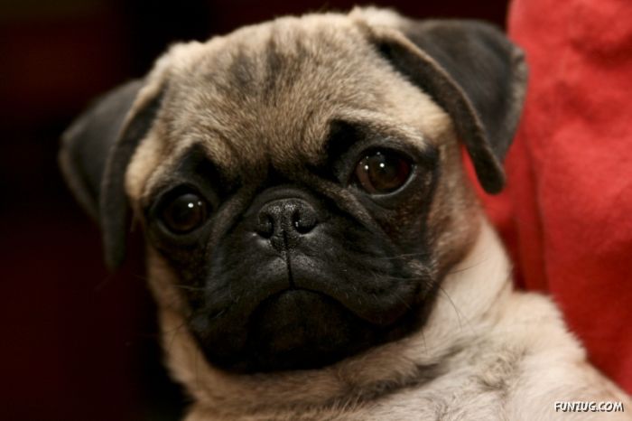 Colours of Life...: Cute Pugs Pictures Collection