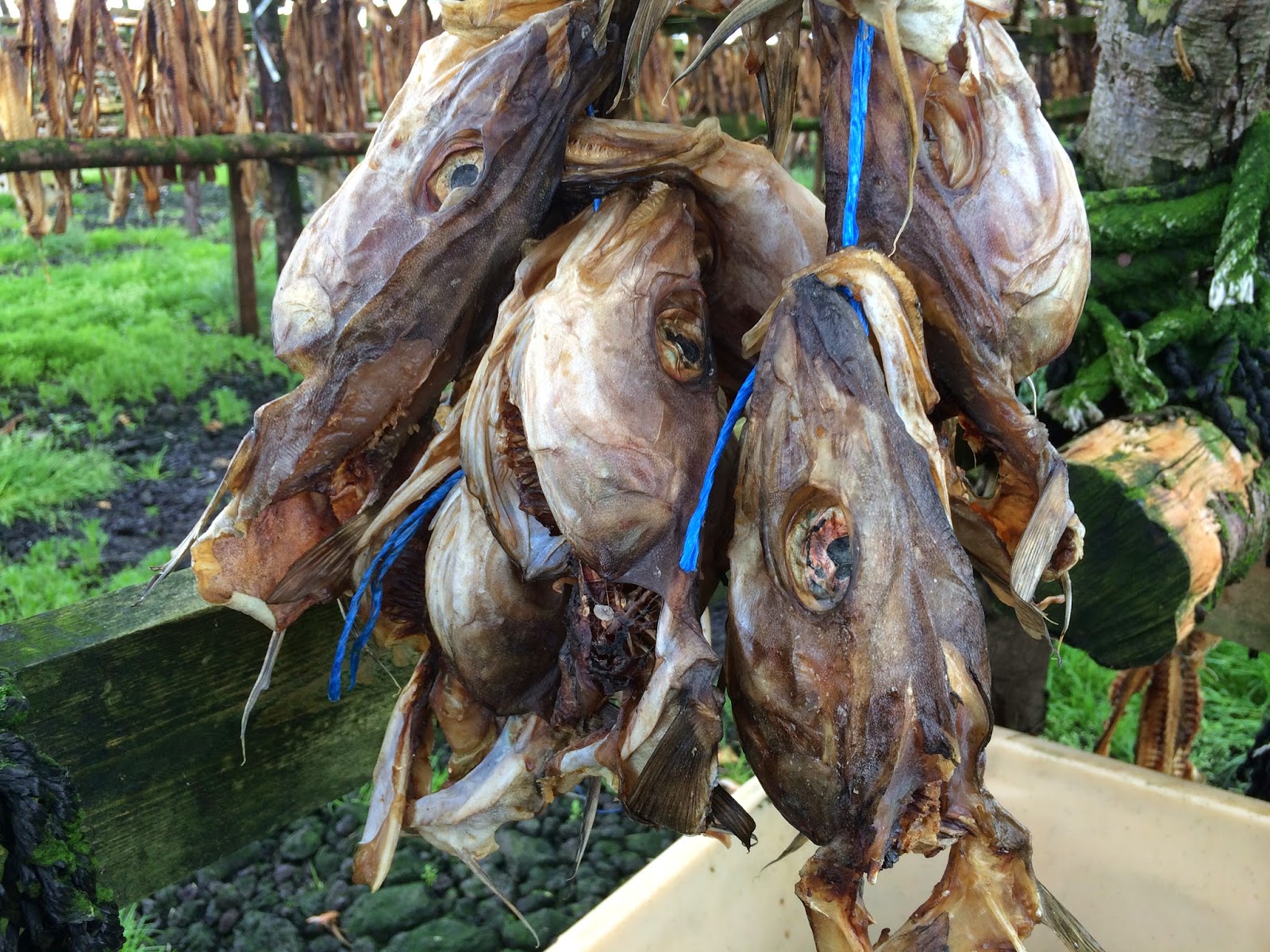 Chef Rafi Cooks The World: Eating fish in Iceland - Fiskur Saelkerans