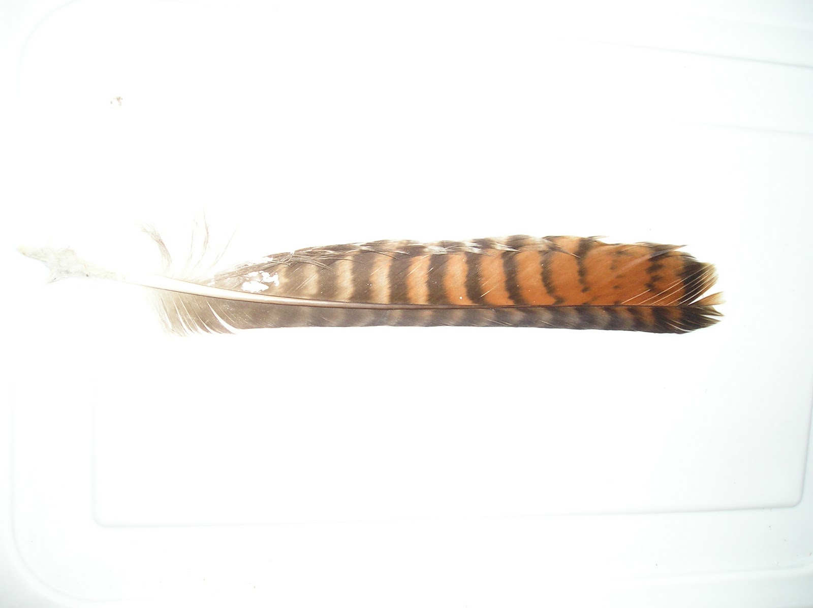 Bellingham Field Journal: Feather 'Forensics': Feathers Can Tell A Story